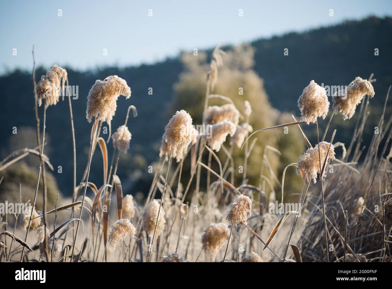 Common Reed (Phragmites australis) covered in frost growing in Snowy ...