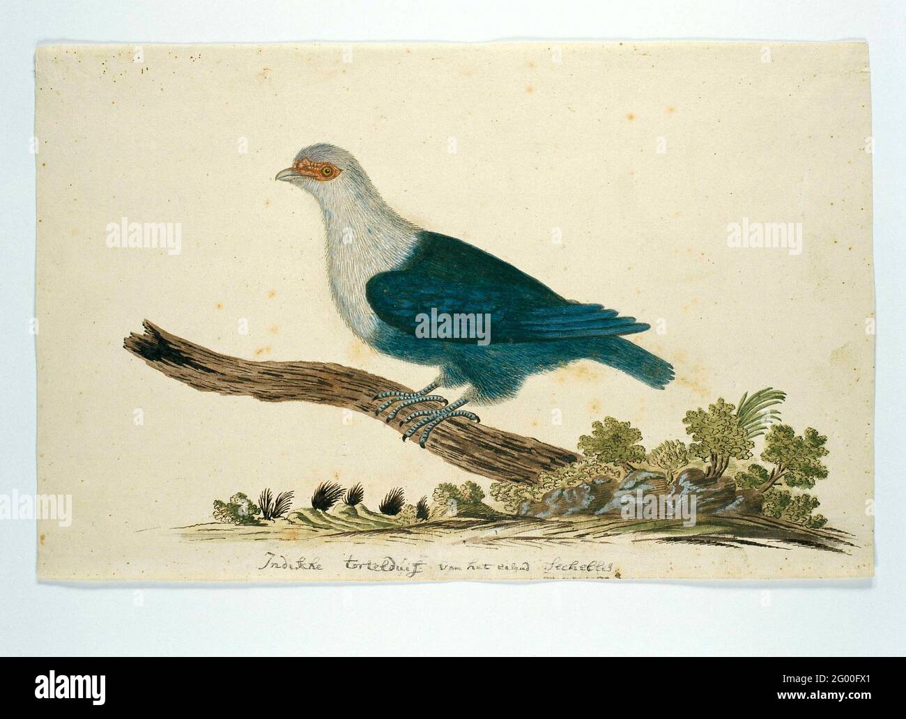 Indian Turtle Dove from the Seychelles. Bird study: Indian tubber ...