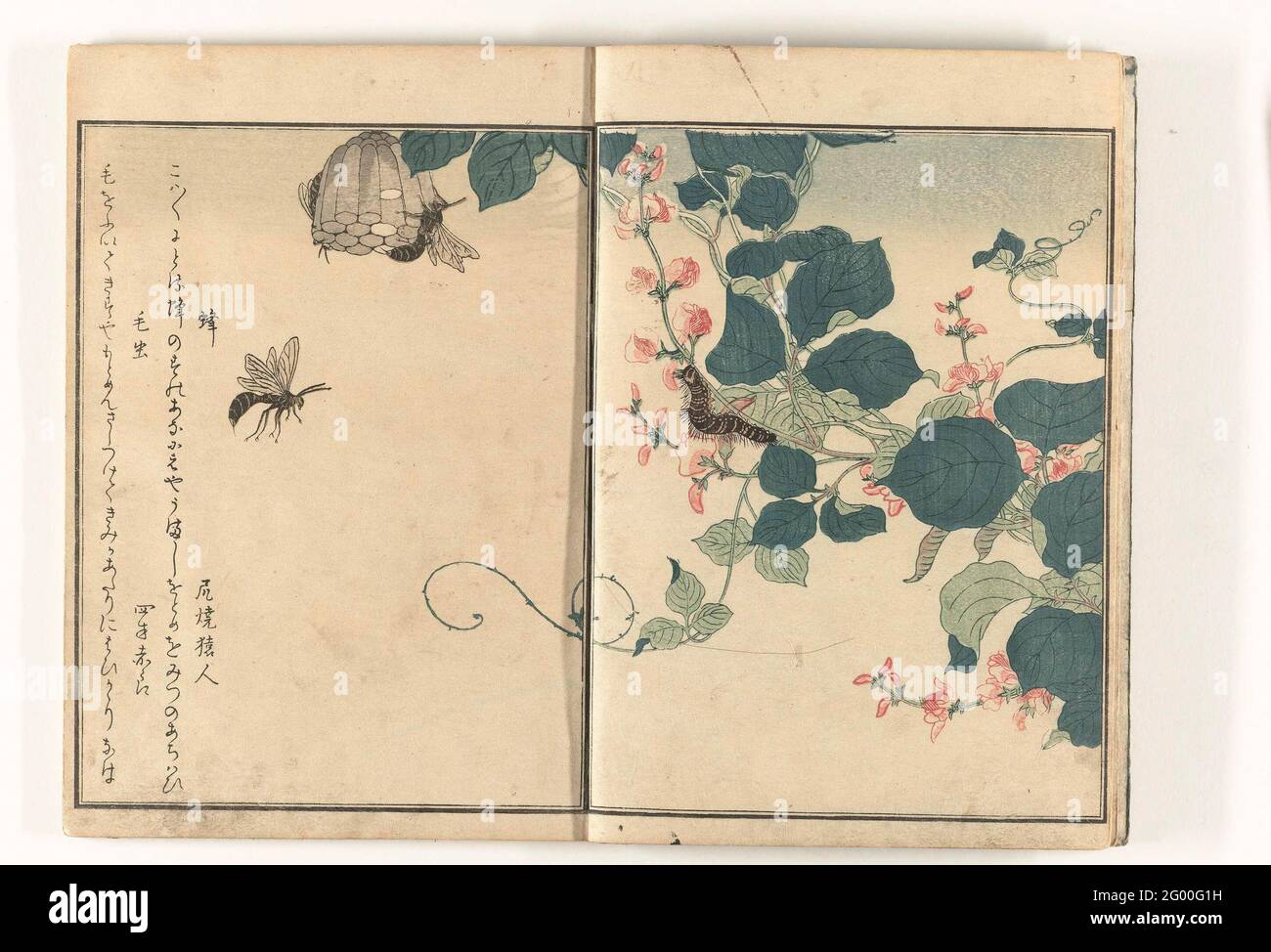 Wasps and Hairy Caterpillar on Arrowroot. Page 2b and 3a in Utamaro ...