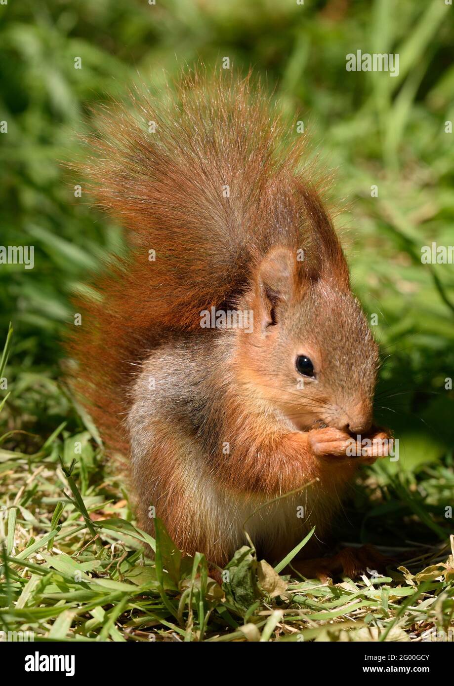 Red Squirrel in Norway Stock Photo - Alamy