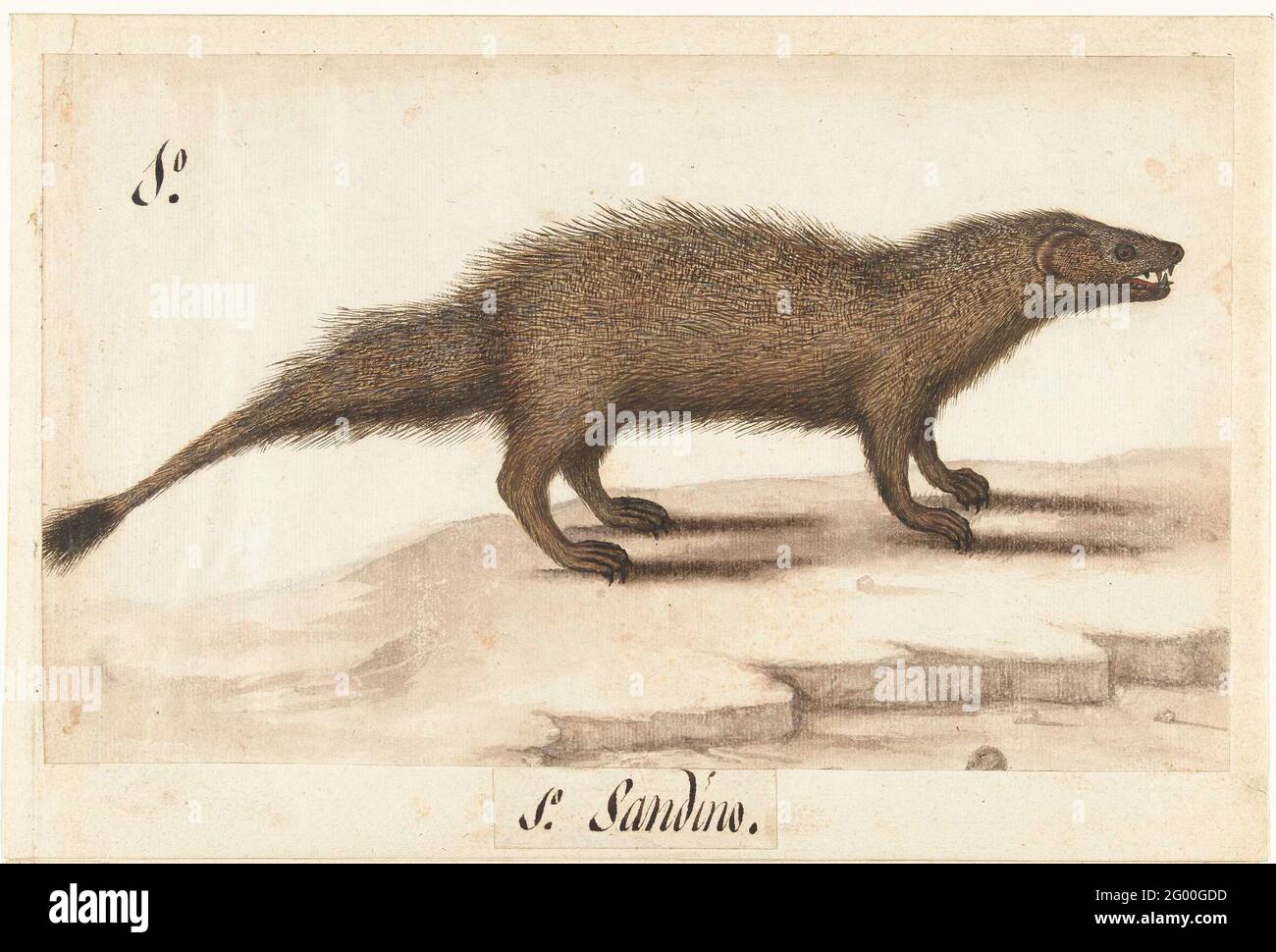 Egyptische ichneumon; Herpestes ichneumon / Sandino / Egyptian Mongoose ...