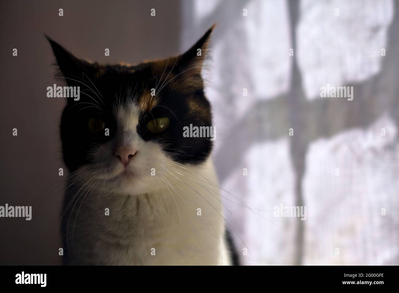 Calico cat with a grumpy face Stock Photo - Alamy