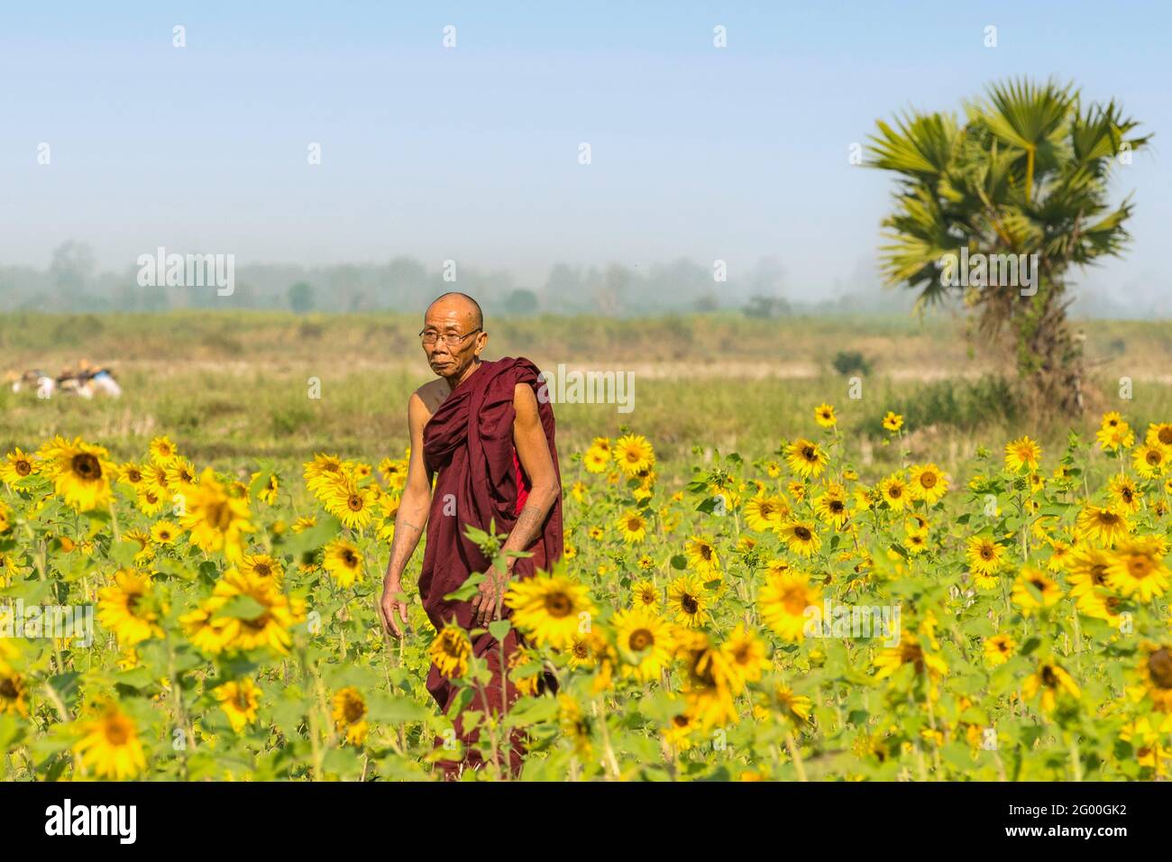 Buddhist Monk in Sunflower Field in Shwe Kyin, Myanmar Stock Photo - Alamy