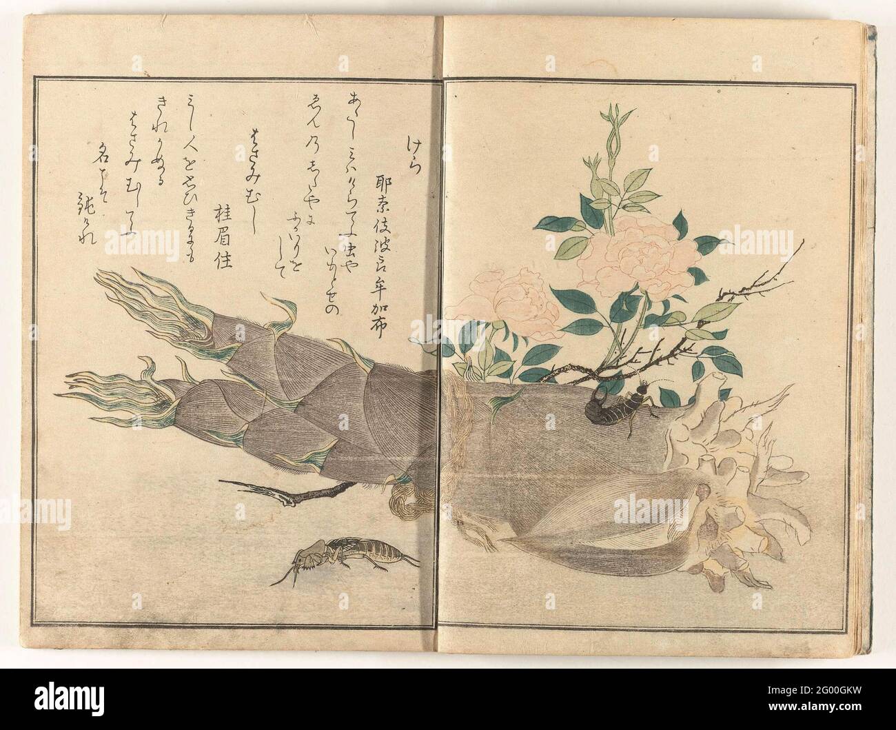 Mole Cricket and Earwig on Bamboo Shoot. Page 4b and 5a in Utamaro ...