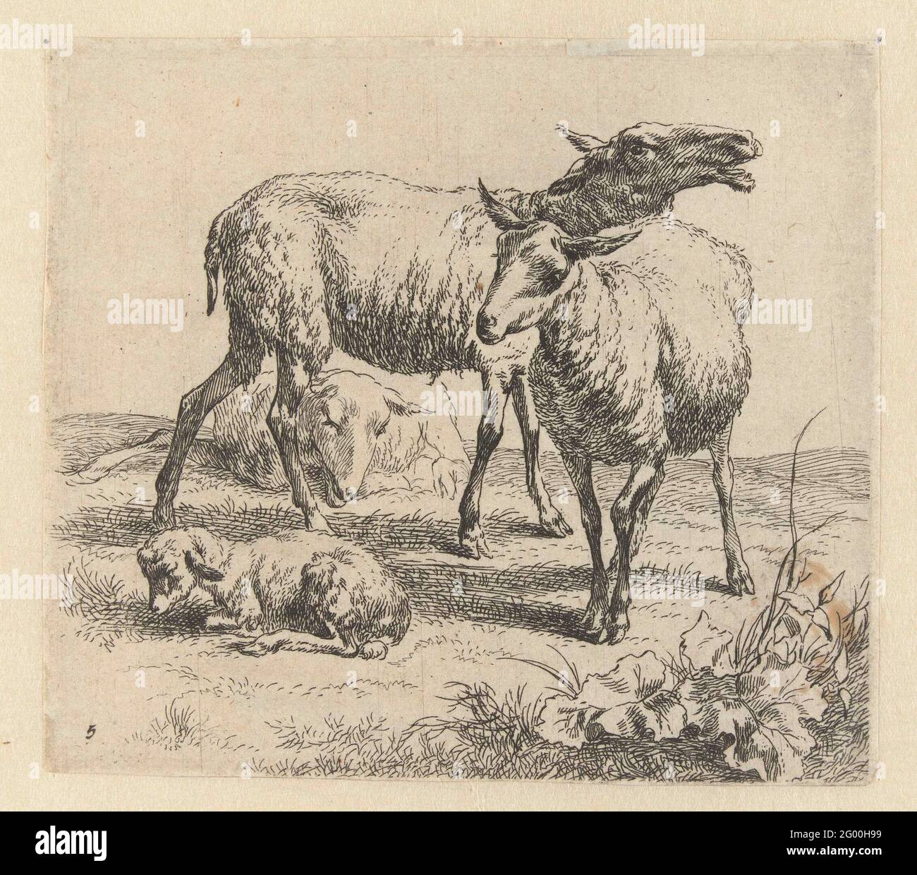 Blaining sheep between two sheep and a lamb; Sheep; Animalia Ad Vivum ...