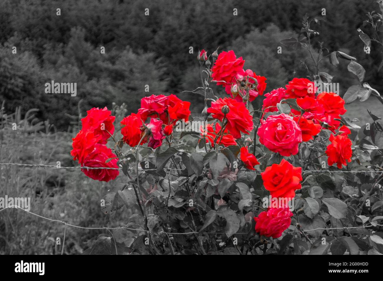 Red rose with grey color background hi-res stock photography and images ...