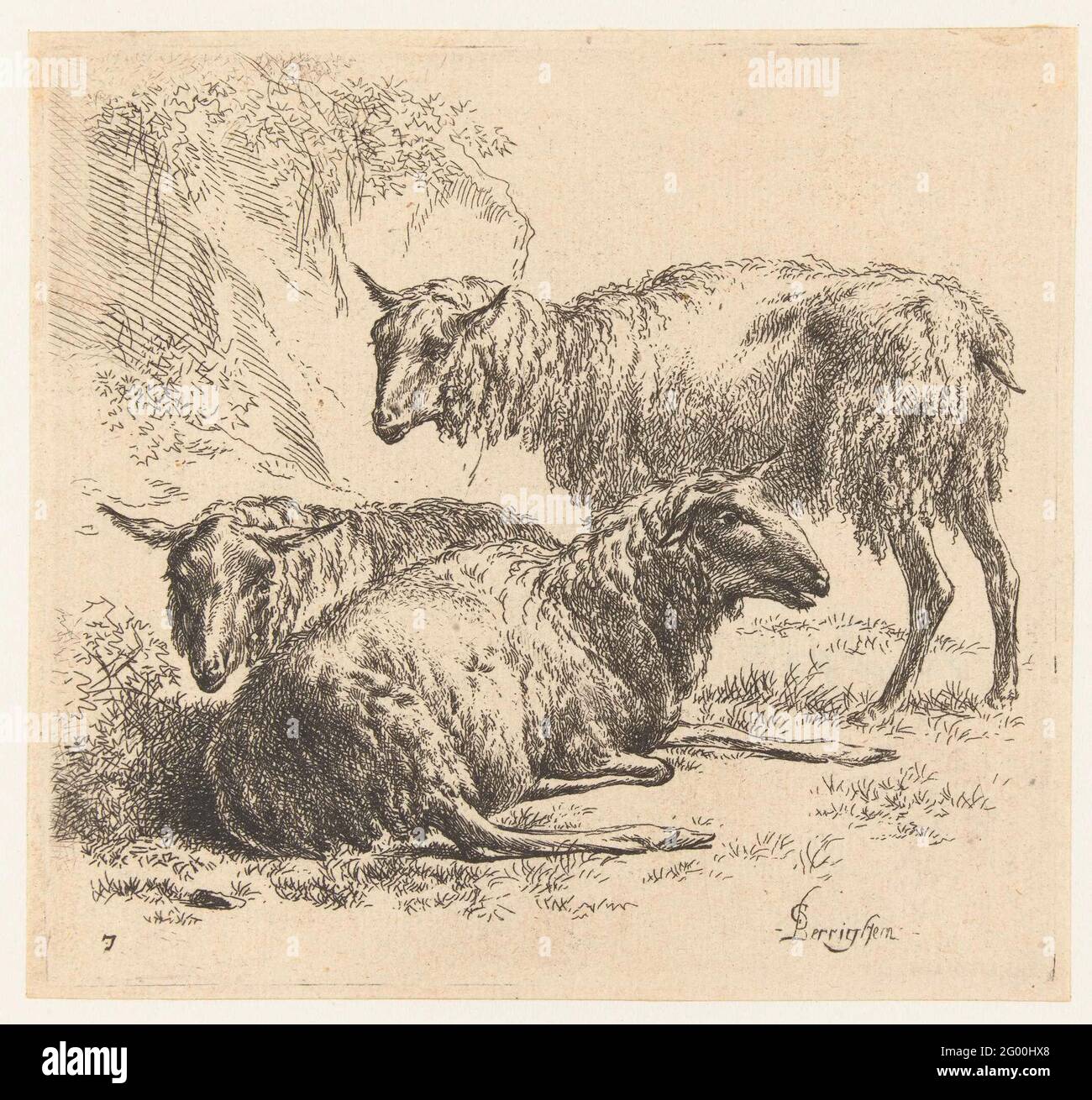 Two lying sheep and a standing sheep; Sheep; Animalia Ad Vivum ...