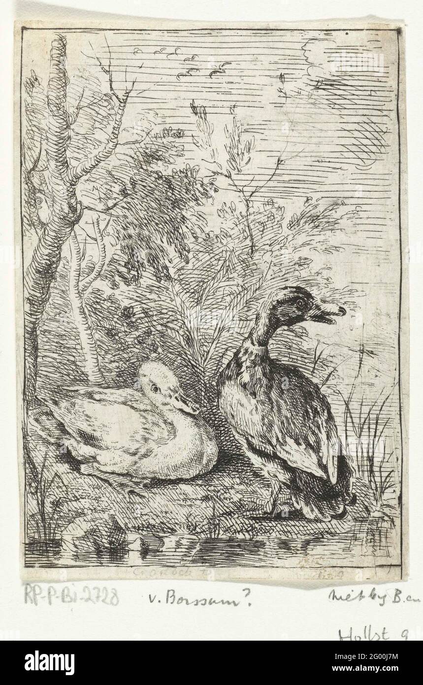 Pair of ducks. Two ducks hide in the scrub of a riverside Stock Photo ...