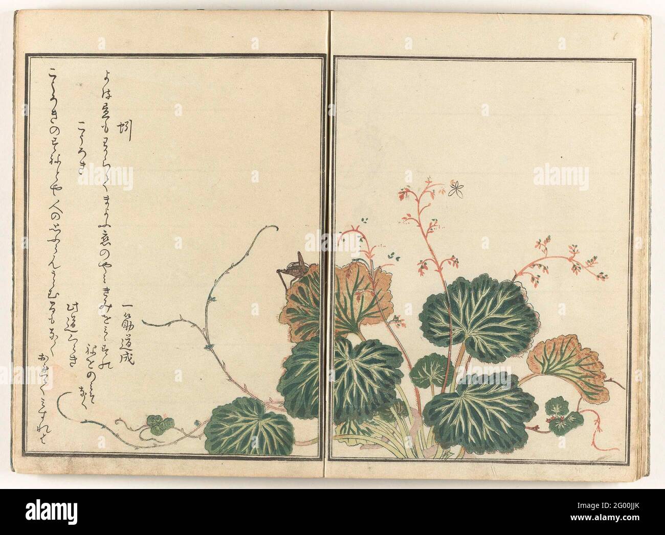 Earthworm and Black Cricket on creeping saxifrage. Page 16b and 17a in ...