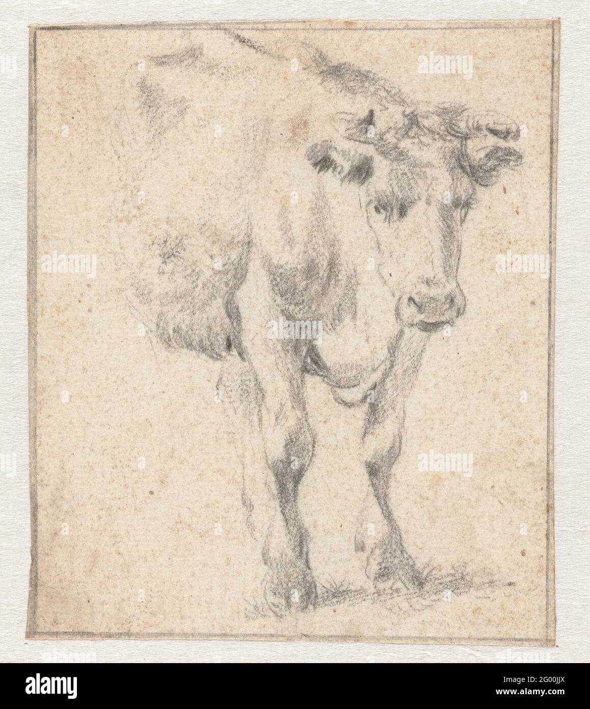 Study of a cow Stock Photo - Alamy