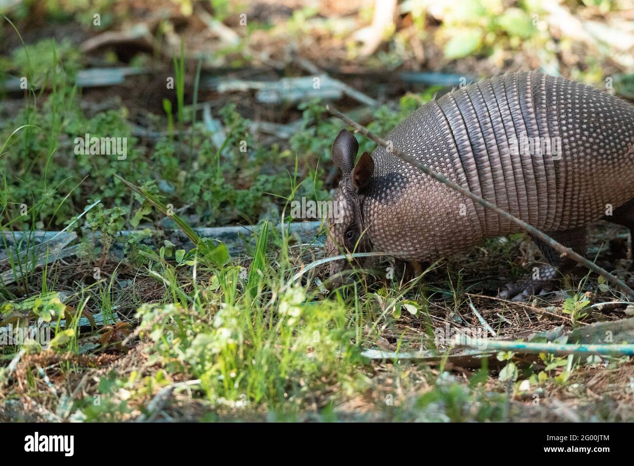 Nine plates hi-res stock photography and images - Alamy
