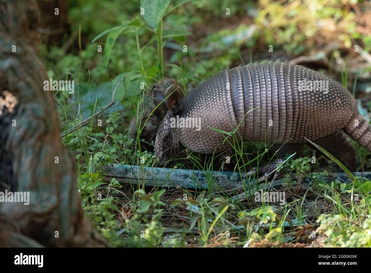 Foraging nine-banded armadillo Dasypus novemcinctus in the woods of ...