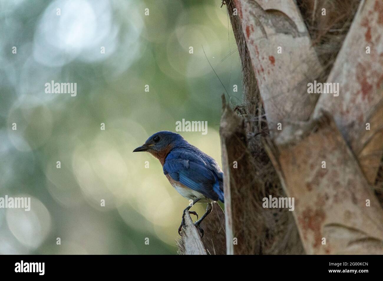 Male bright bluebird Sialia sialis perches on a tree in Naples, Florida ...