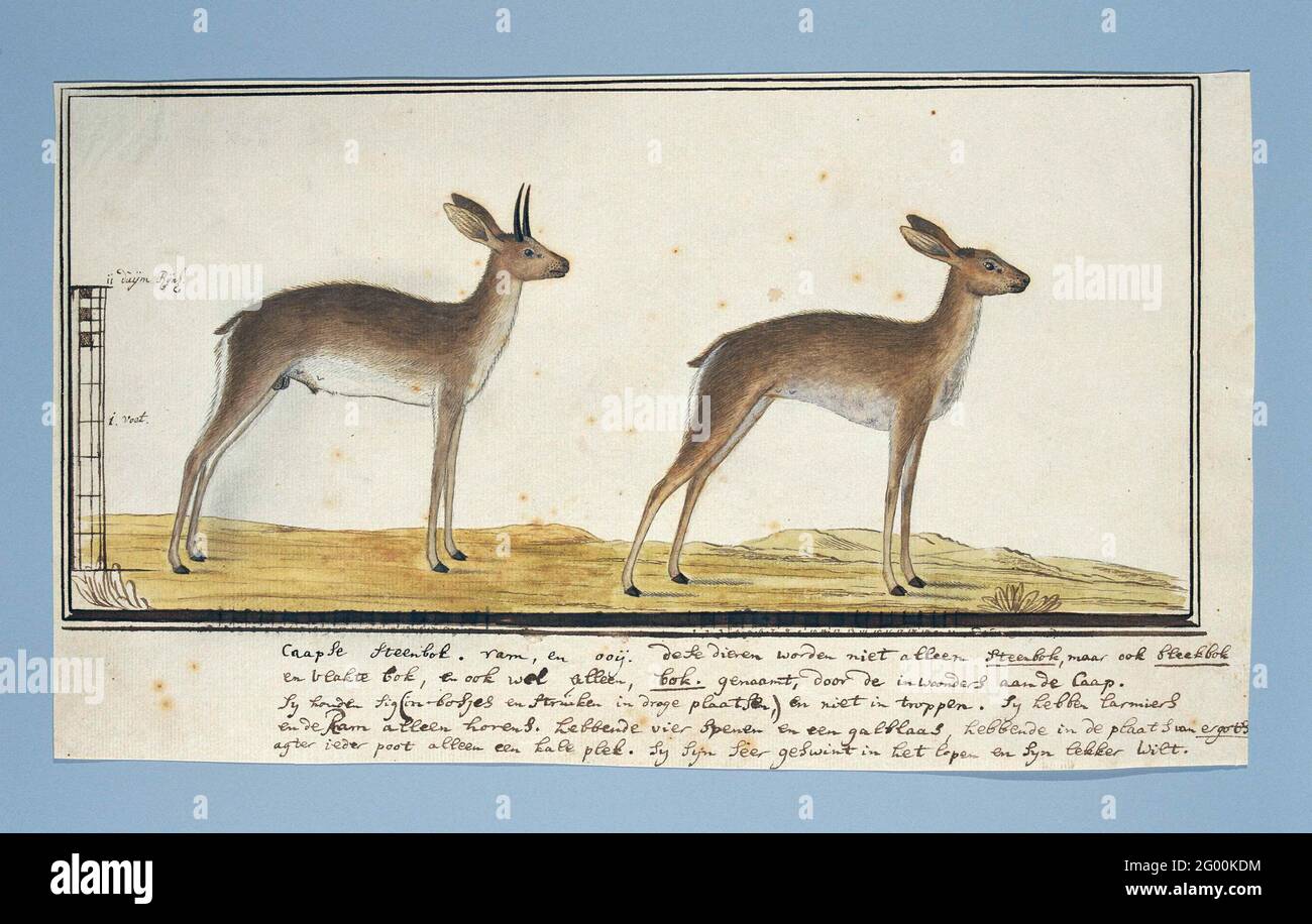 Raphicerus Campestris (Capricorn). Cape Capricorn (Raphicerus ...