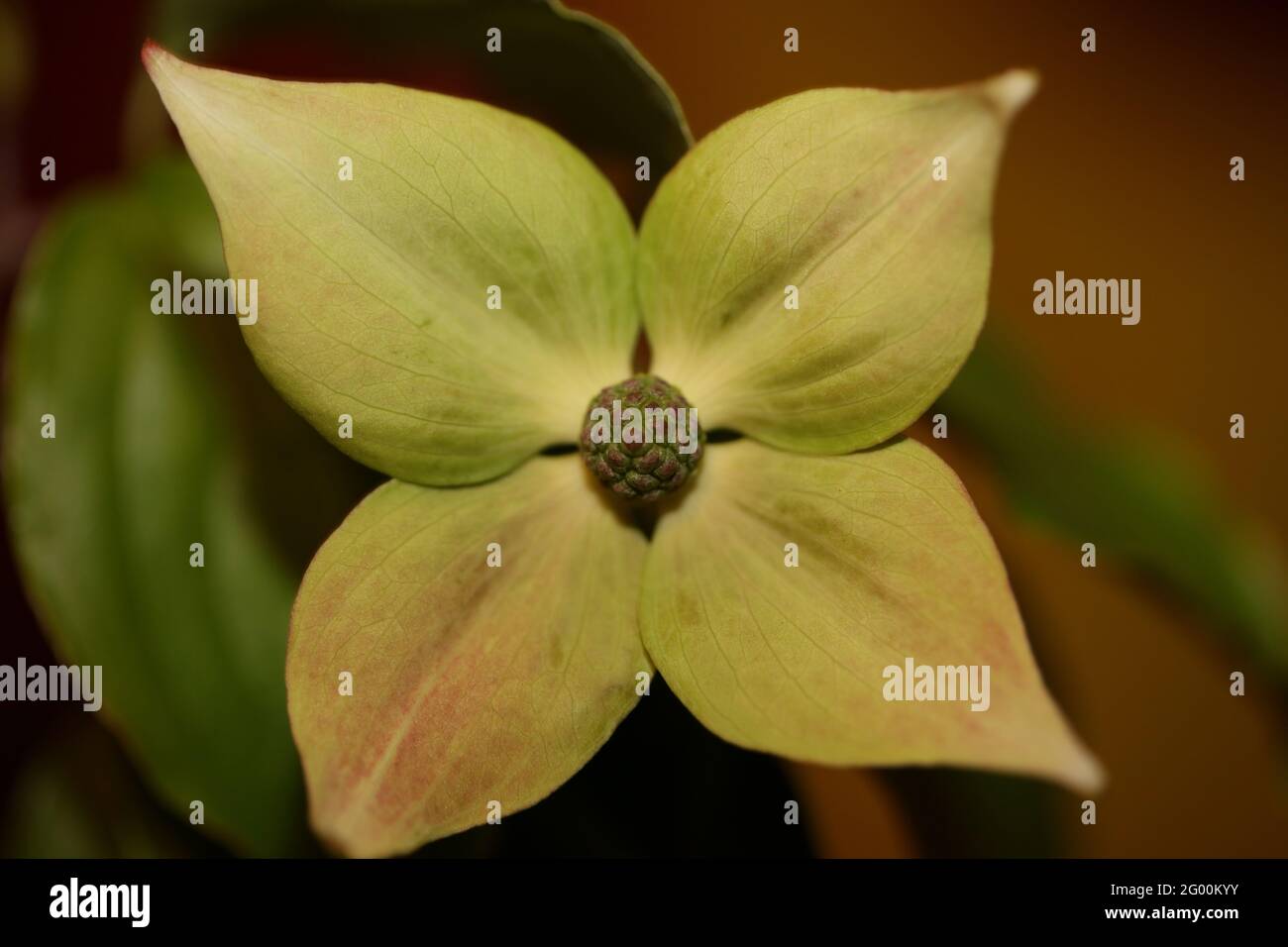 White flower blossom close up cornus kousa family cornaceae botanical ...