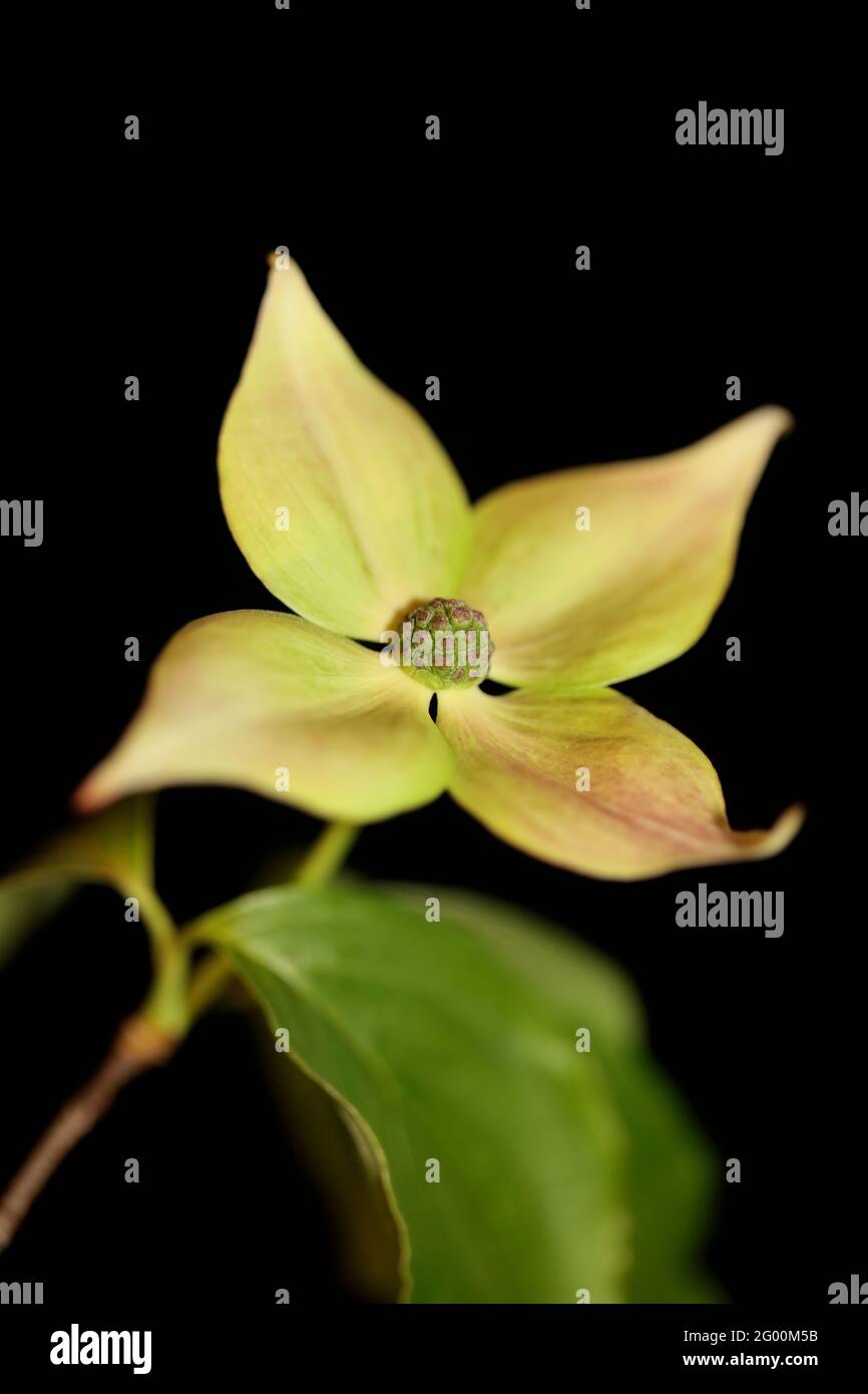 White flower blossom close up cornus kousa family cornaceae botanical ...