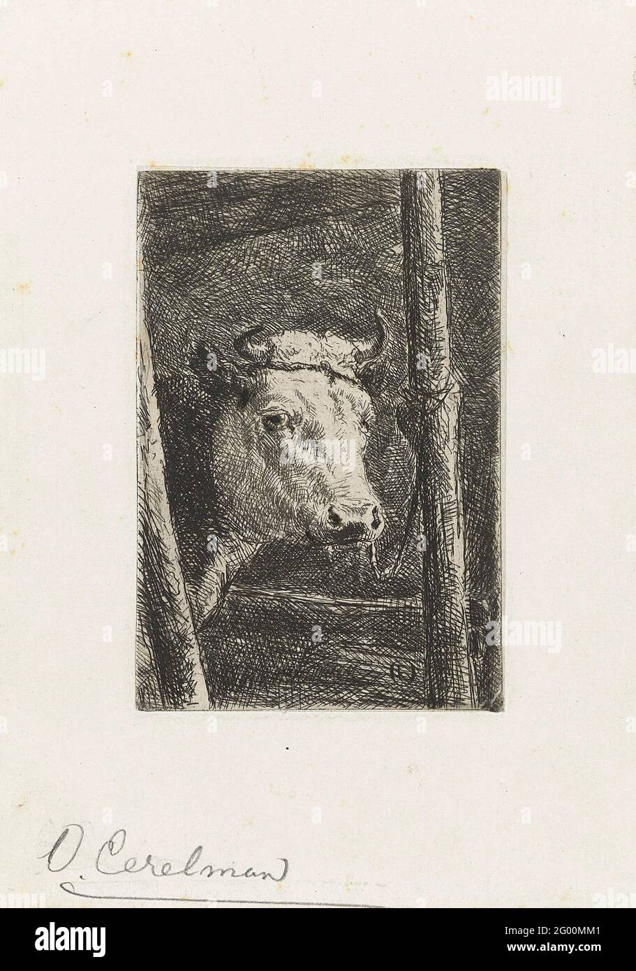 Cow on the rifle Stock Photo - Alamy