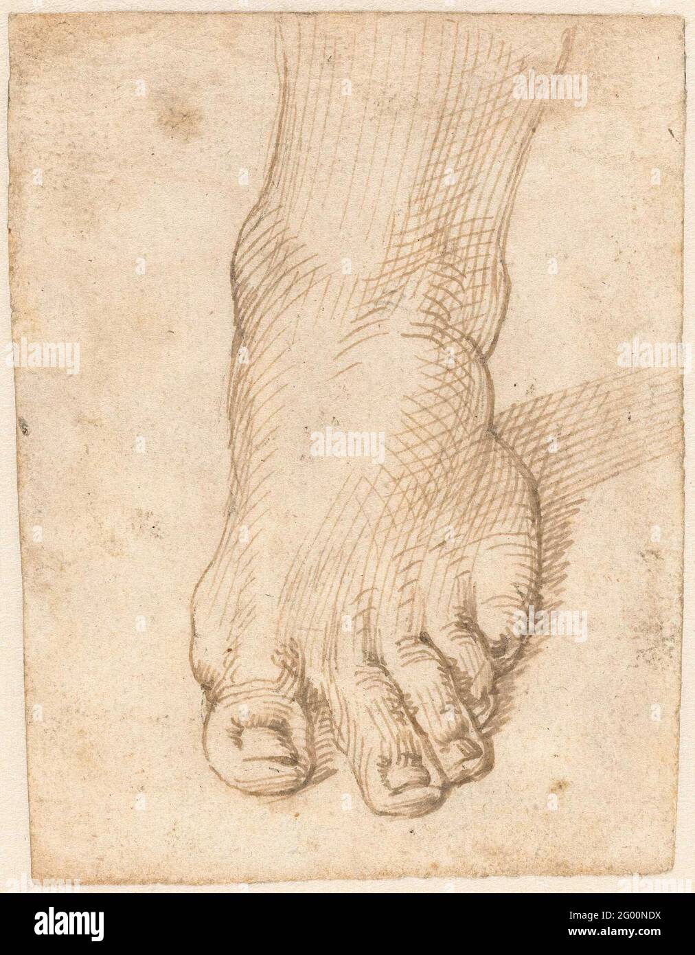 Study of a left foot, from the front Stock Photo - Alamy