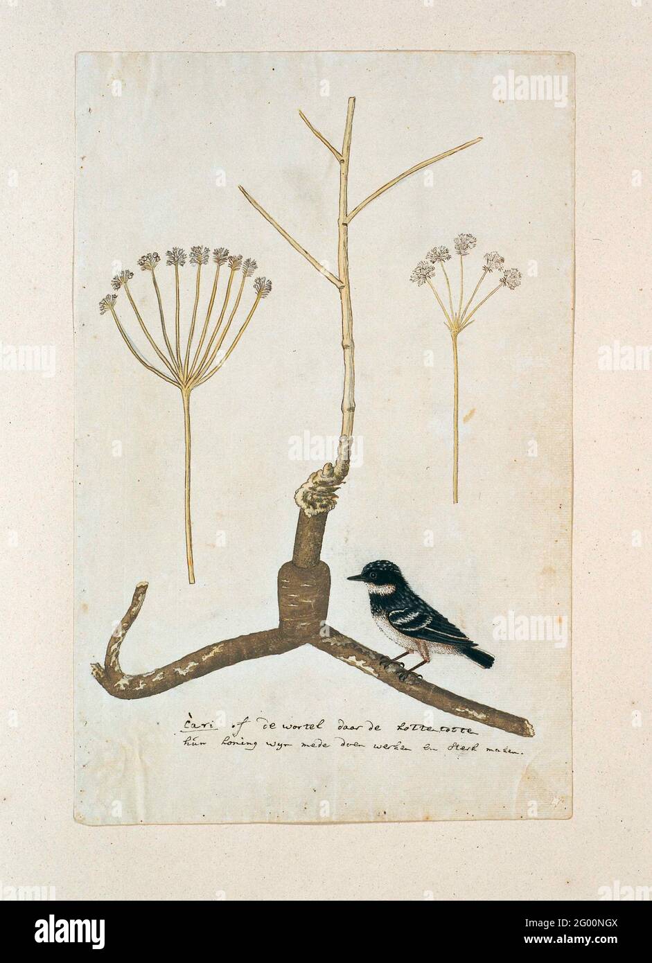 Apiaceae or Umbelliferae. Apiaceae (Umbelliferae), the carrot with a ...