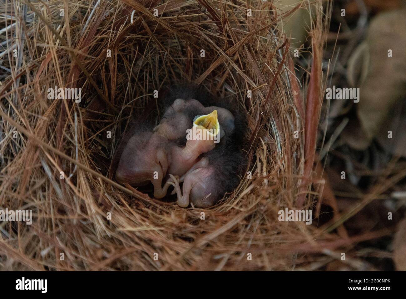 Hatchling bright bluebird Sialia sialis in a nest in a tree in Naples ...