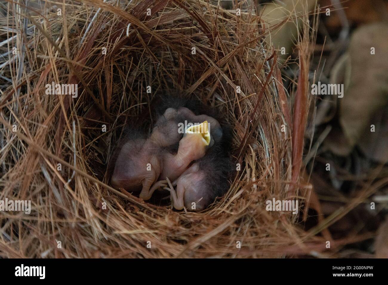 Hatchling bright bluebird Sialia sialis in a nest in a tree in Naples ...