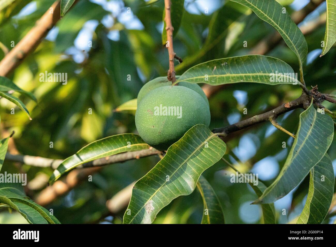 Fresh mango fruit Mangifera indica hangs from a tree in tropical Naples ...