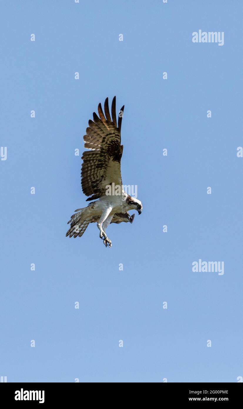 Flying osprey Pandion haliaetus bird with wings spread and talons out ...