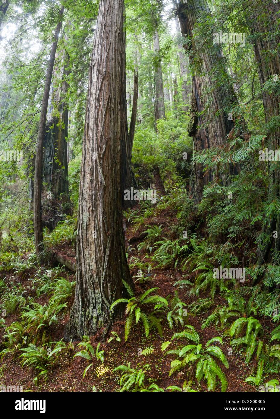 Green forest trees vegetation hi-res stock photography and images - Alamy