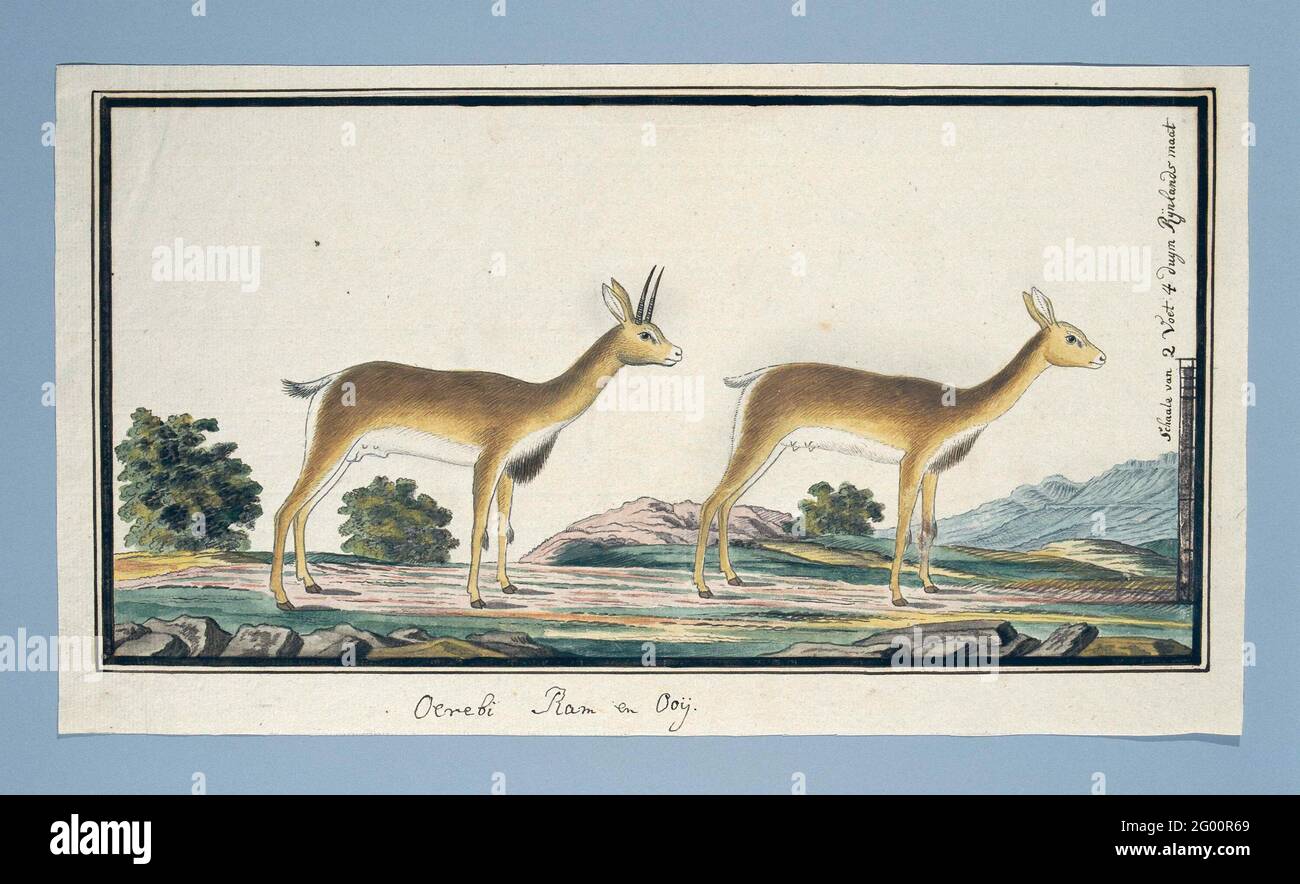 OUREBIA OUREBI (ORIBI). Ourebi (Ourebia Ourebi): RAM and EWI; with ...