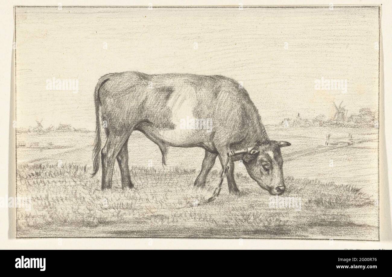 Grazing bull in a meadow, right Stock Photo - Alamy