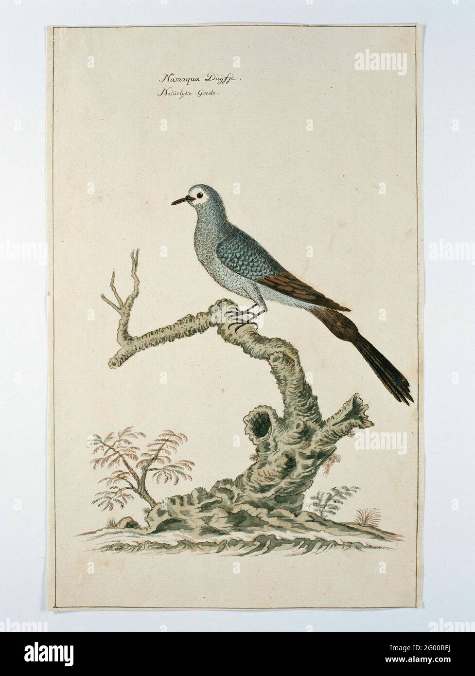 Oena Capensis (Namaqua Dove). Vogel Study: Namaqua Pigeon (Oena ...