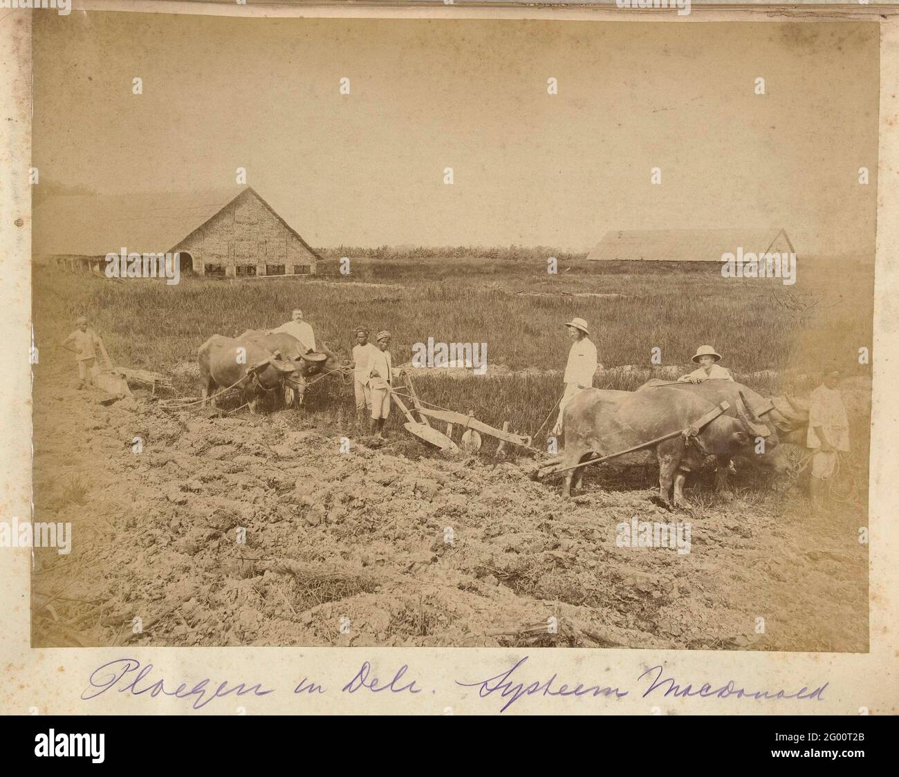 Cultivation with cow and plows hi-res stock photography and images - Alamy