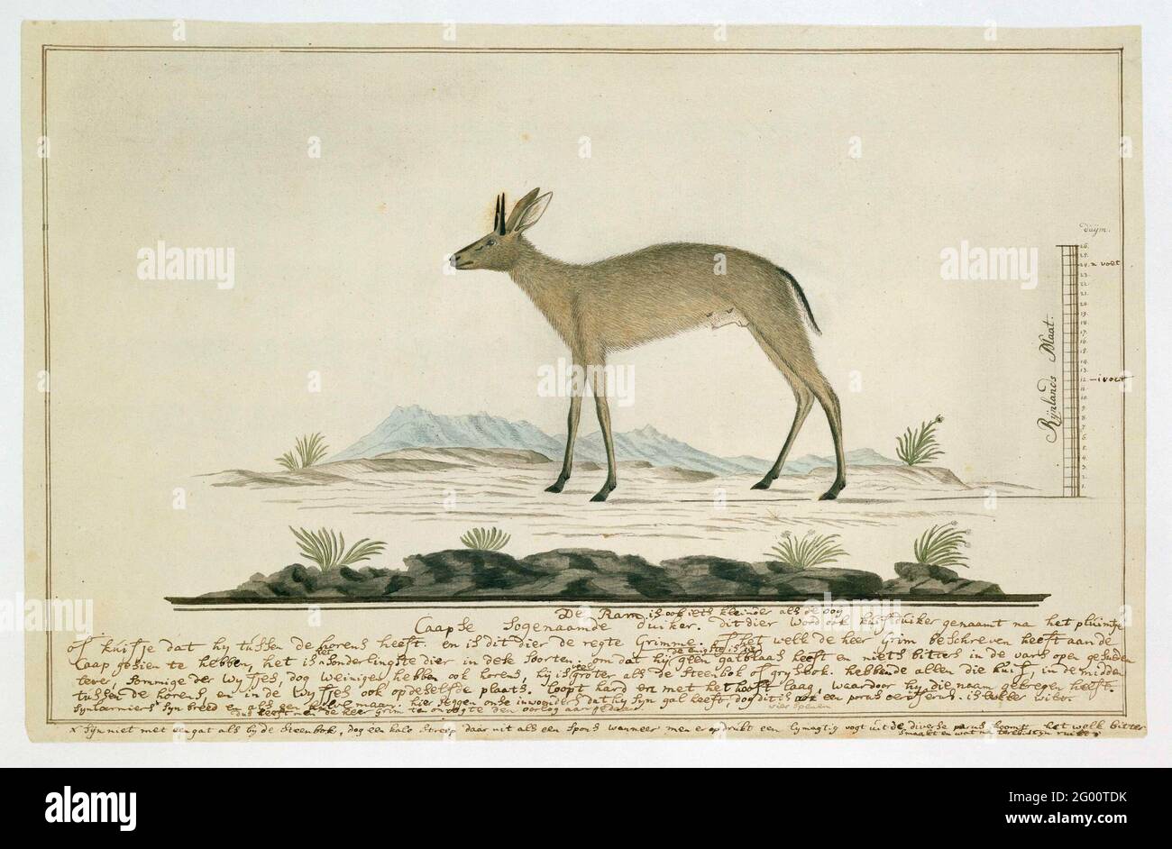 Sylvicapra Grimmia (Common Duiker). The Cape Diver (Sylvicapra Grimmia ...