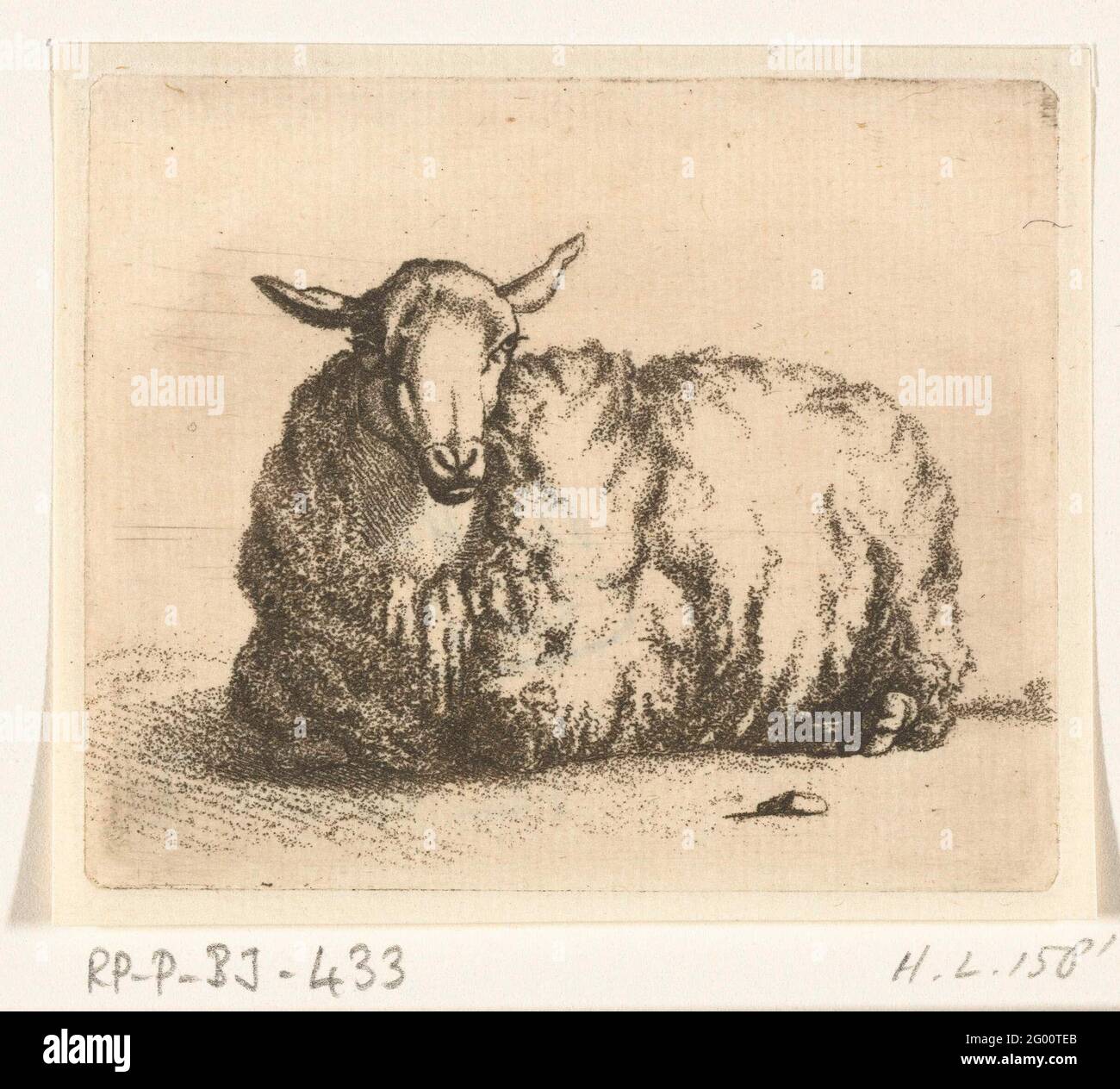 Lying sheep from the front Stock Photo - Alamy