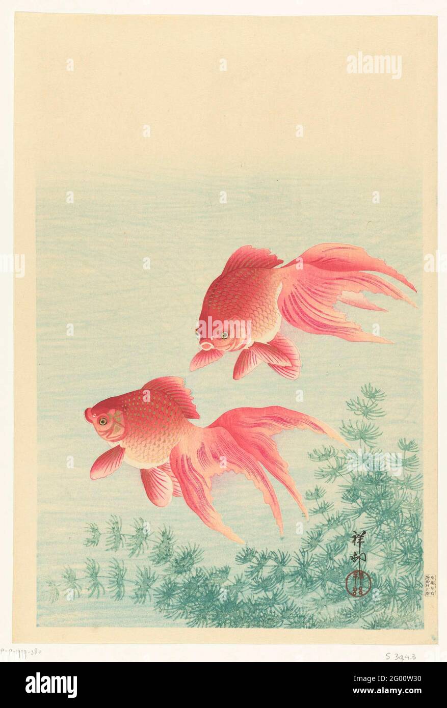 Two veil tie goldfish. Two veil tail goldfish swimming in green aquatic ...