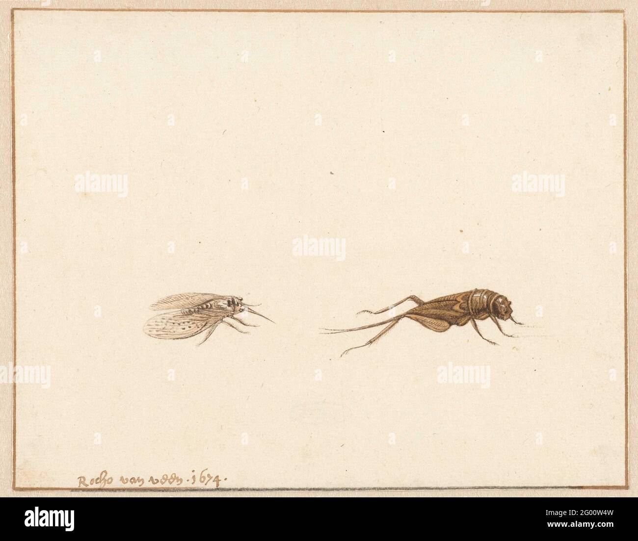 Illustration features two insects hi-res stock photography and images ...