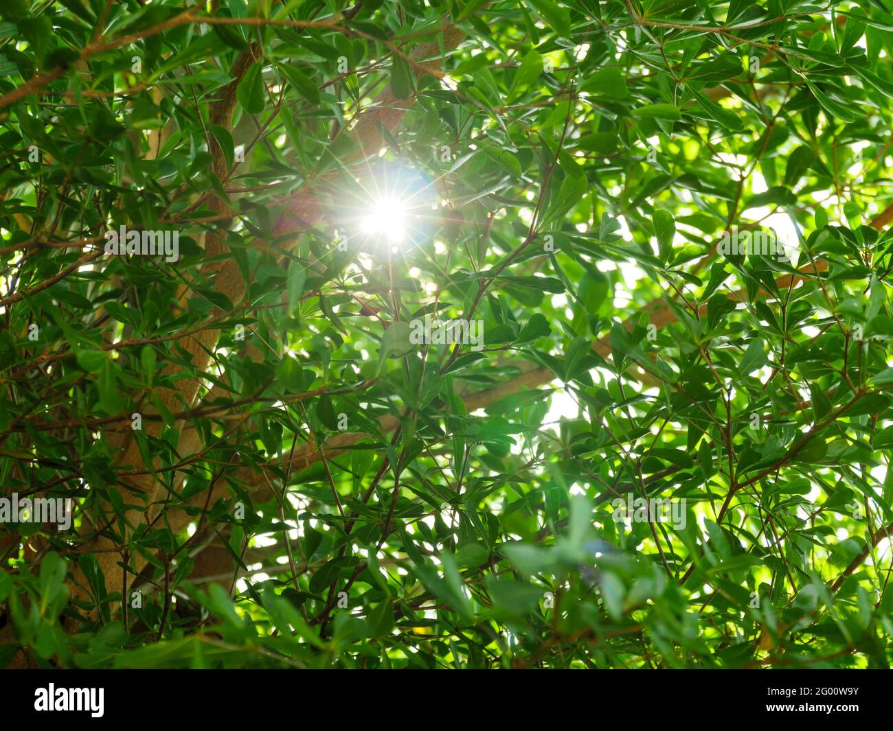 Beautiful sunny green foliage of trees with sun beams and rays sparkle ...
