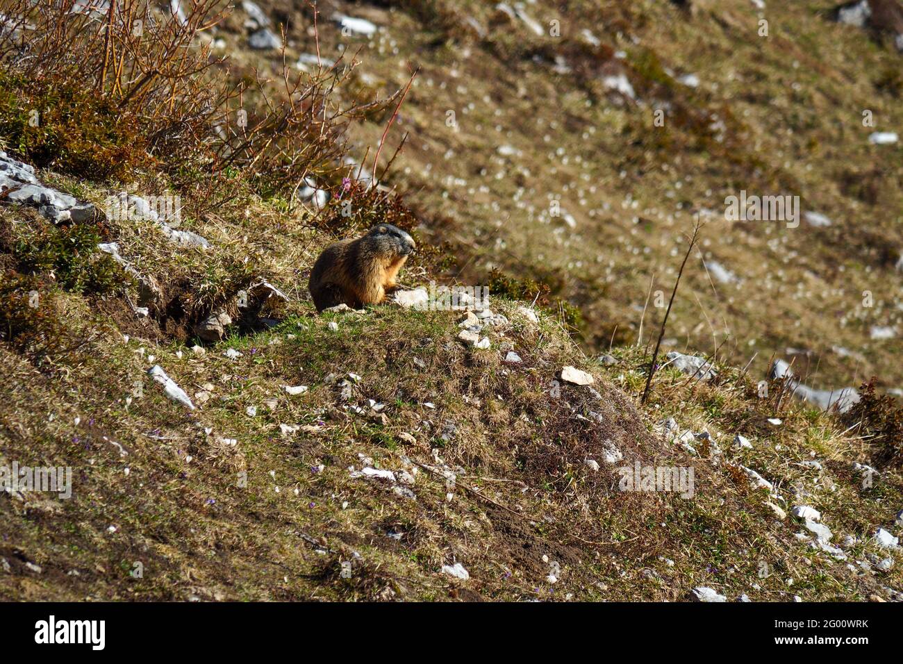 Animal in front of his burrow hi-res stock photography and images - Alamy