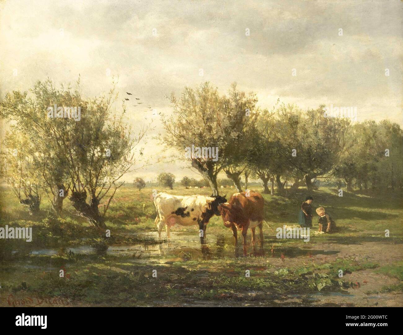 Cows at a pound. Landscape with cows standing in a puddle of water at a ...