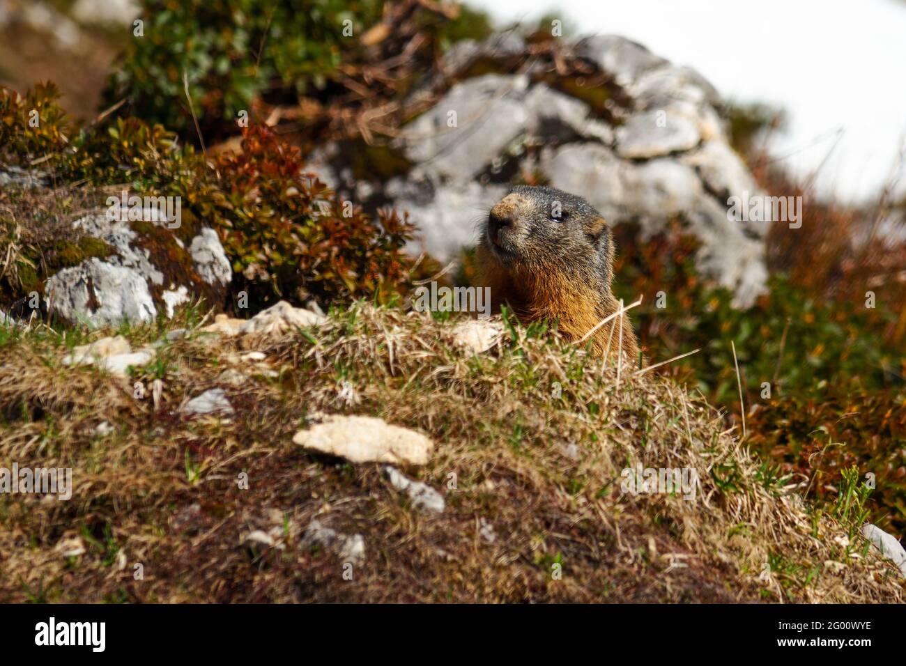 alpine marmot (Marmota marmota) in springtime in front of its burrow ...
