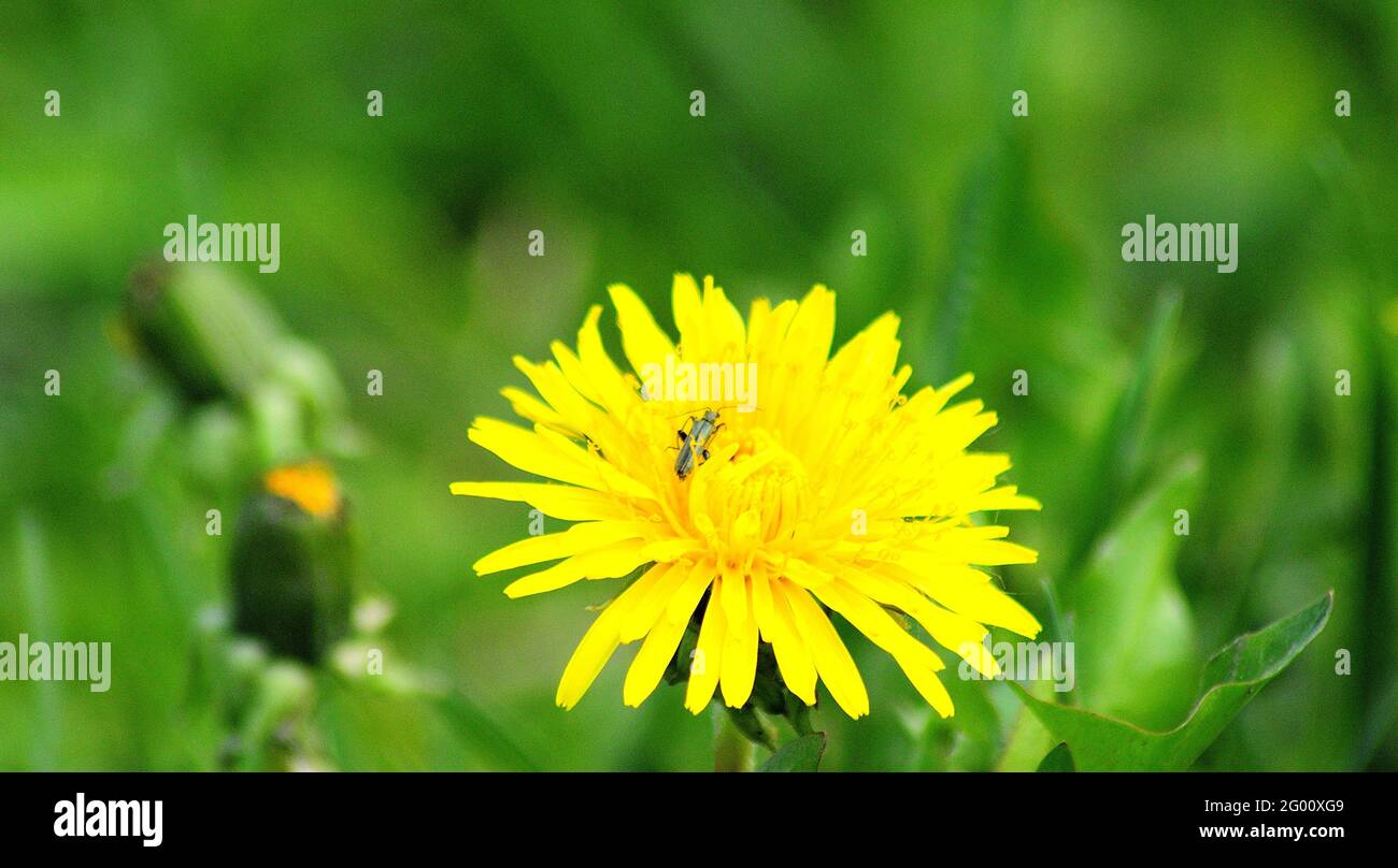 Insect sitting in the center of a ripe dandelion bud, shot with ...