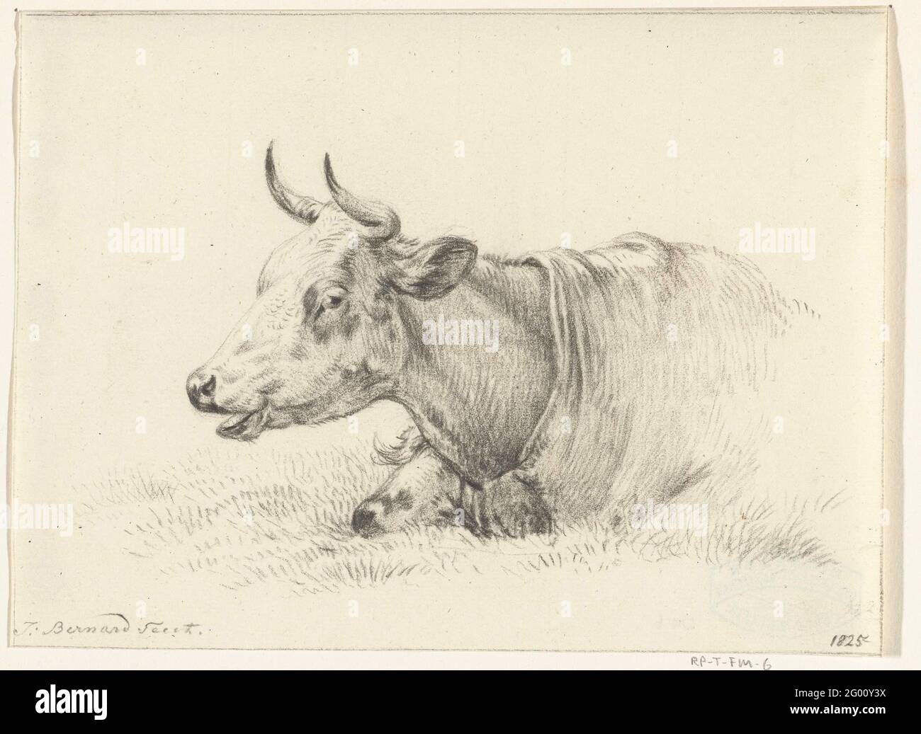 Lying cow, to the left Stock Photo - Alamy