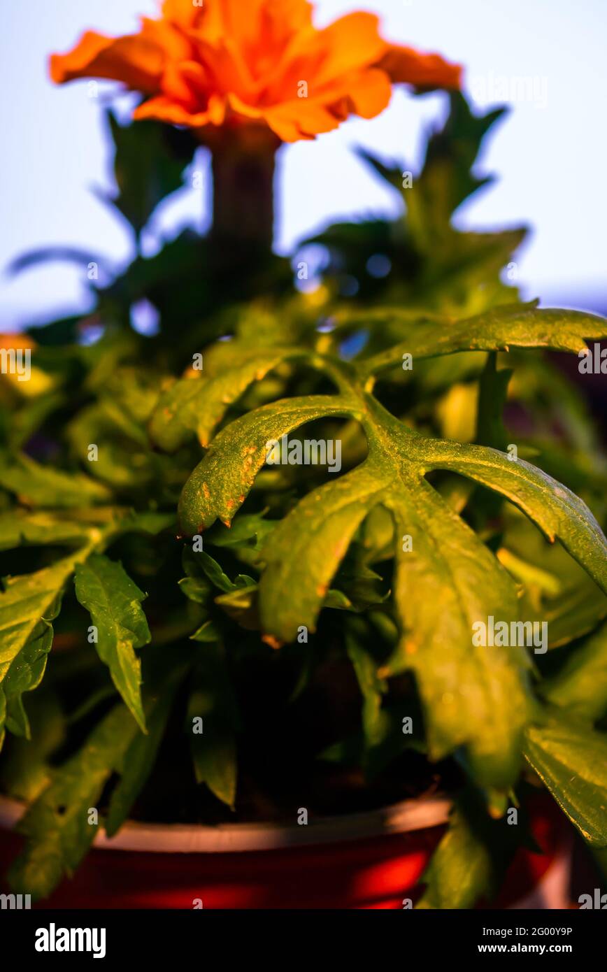 Vertical shot of marigold leaves with an orange flower background Stock ...