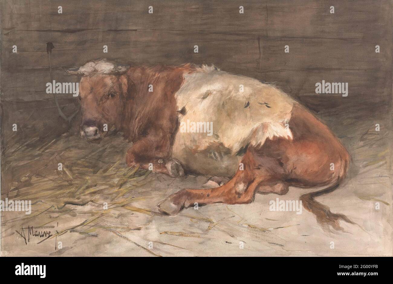 Lying young bull. Lying young bull Stock Photo - Alamy