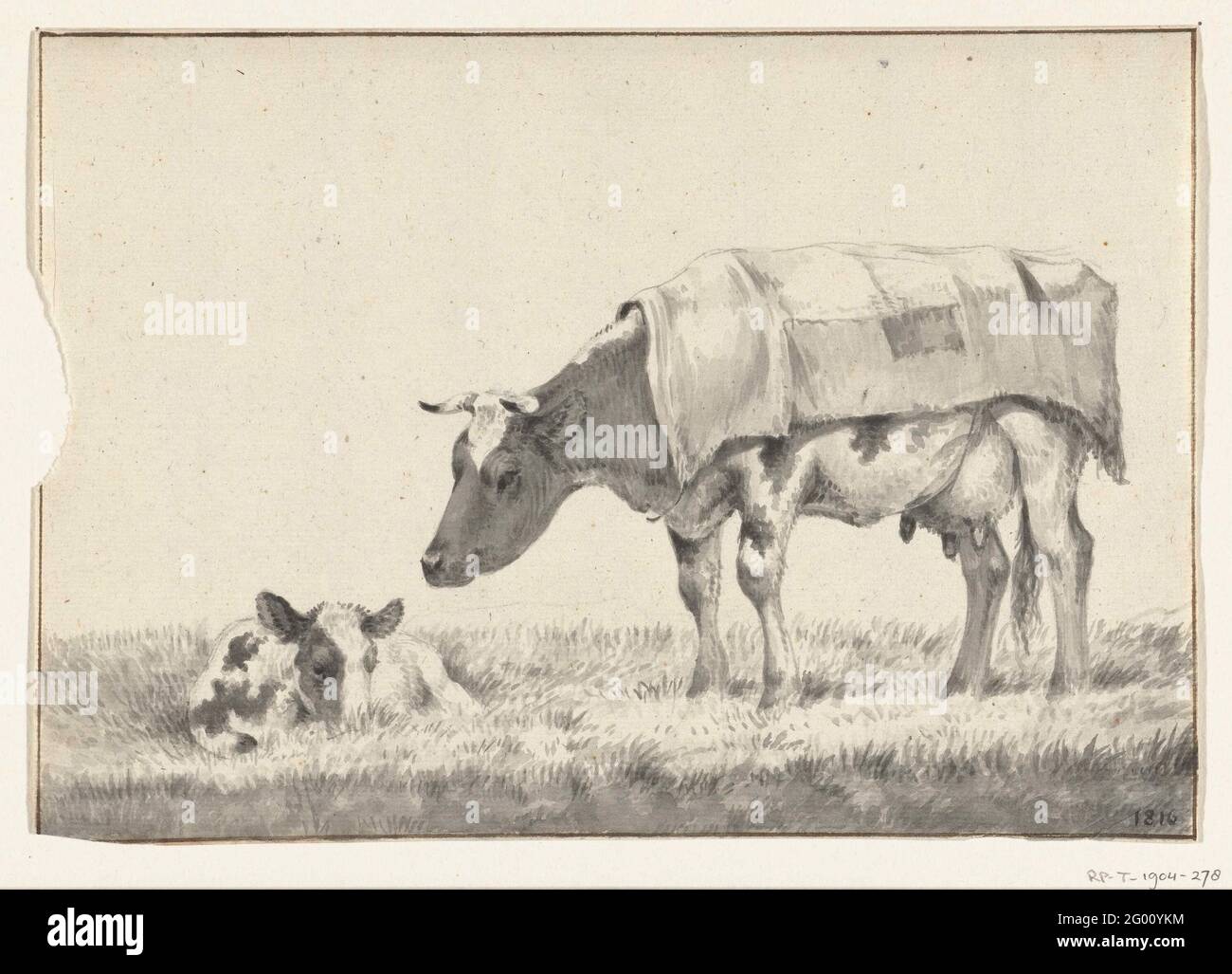 Standing cow, to the left, with lying calf Stock Photo - Alamy