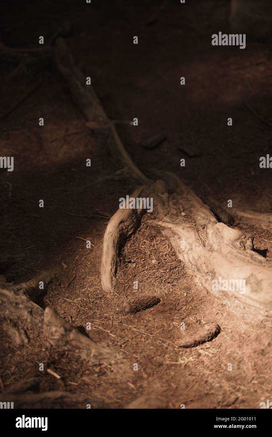 Closeup of the long roots of the tree in the forest Stock Photo - Alamy