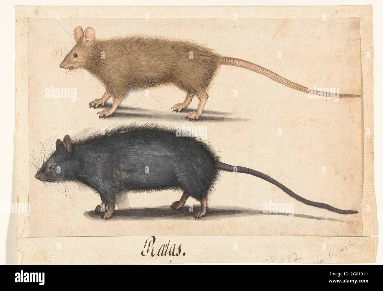 Rattus Sp High Resolution Stock Photography and Images - Alamy
