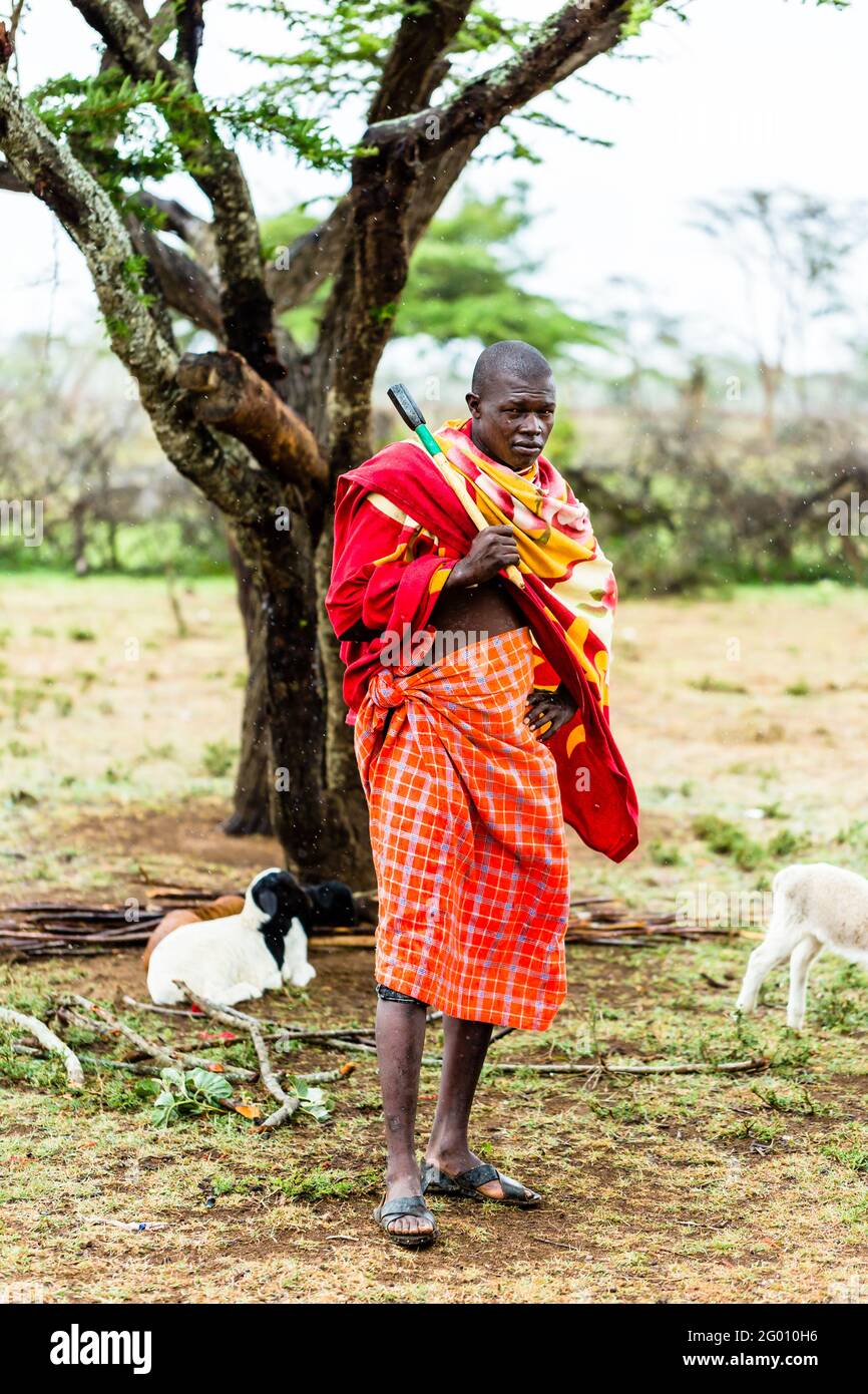 Massai farmer checking on his goats Stock Photo - Alamy