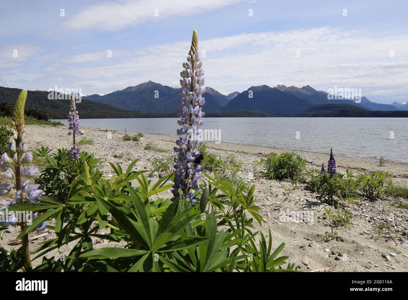 Lake Manapouri / Lake Manapouri Stock Photo - Alamy