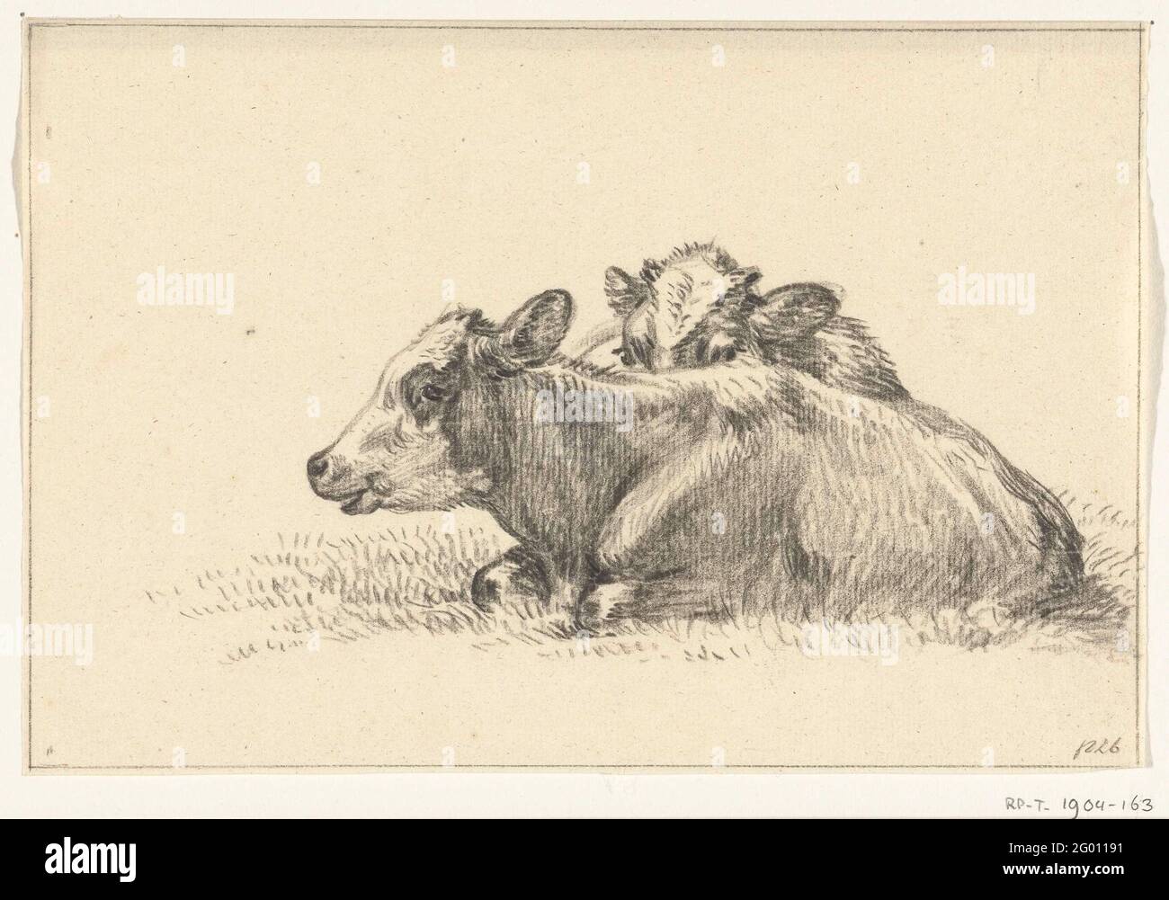 Two lying cows, the front to the left Stock Photo - Alamy